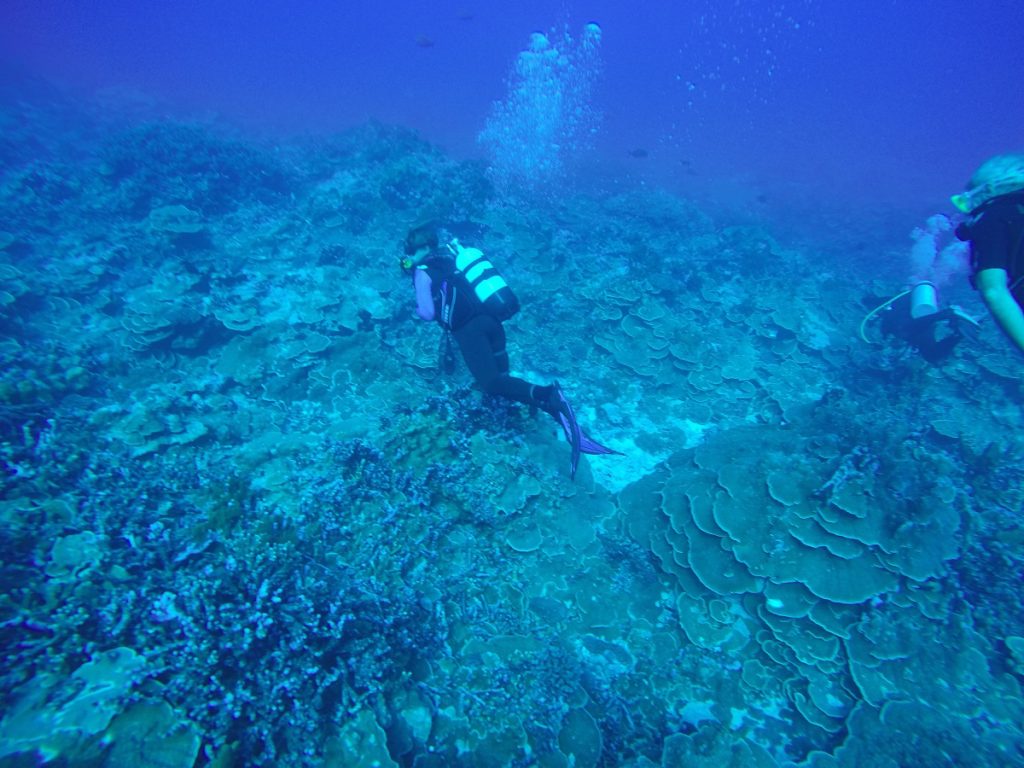 2017- DIVING & Fakarava South Pass PHOTOS – SV Raynad